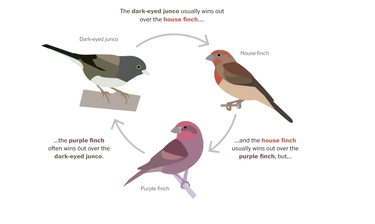 Data Journalism Top 10: Bird Hierarchy, European Trains, Combating Big ...