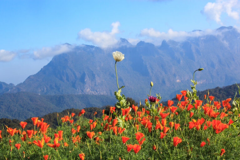 Guide to Investigating Organized Crime in the Golden Triangle: Chapter ...