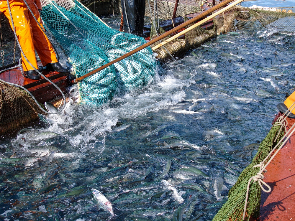 Investigation Reveals Global Fisheries Are Worse Off — and Many Have ...